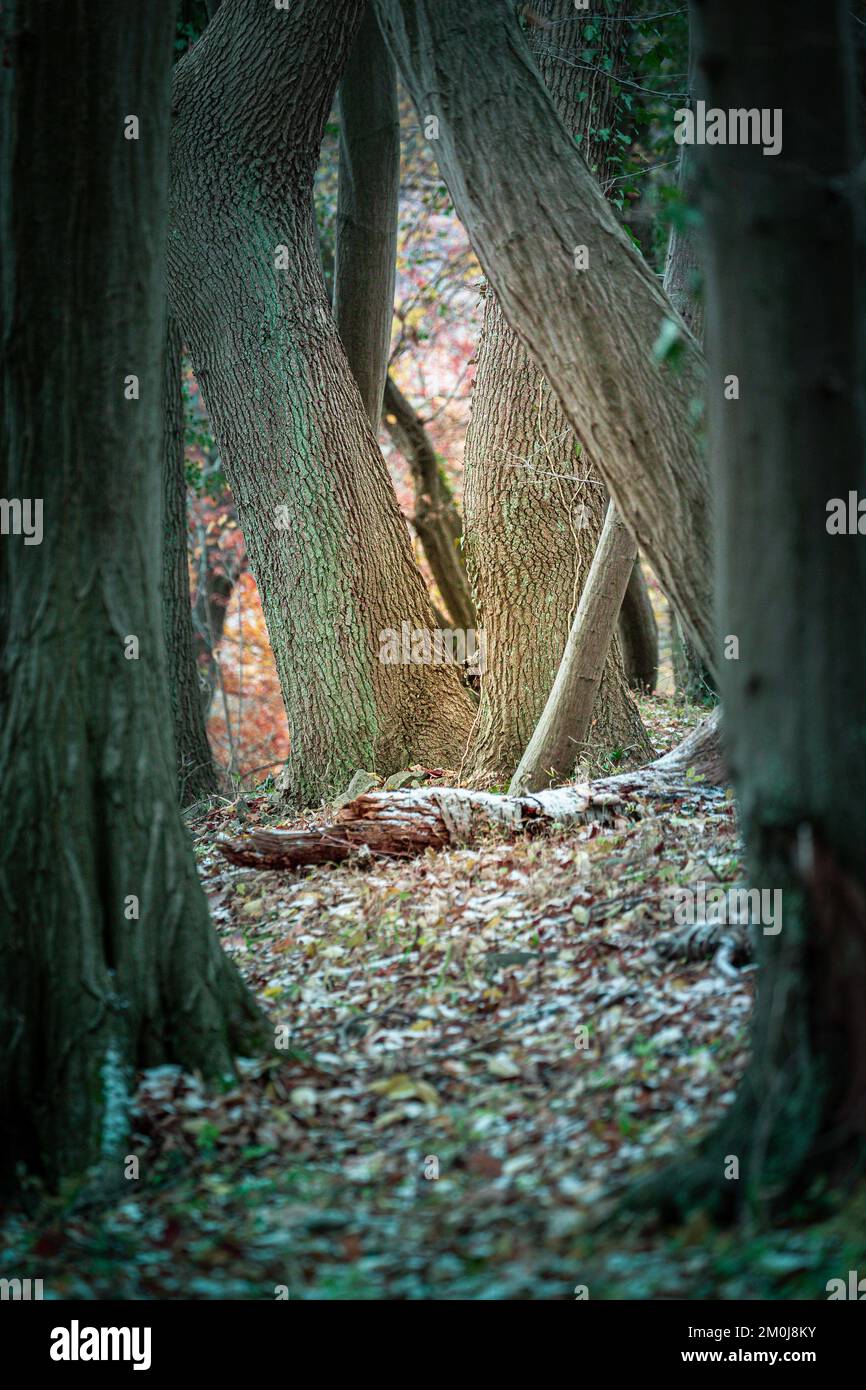 Huge tree trunks looking up hi-res stock photography and images - Alamy