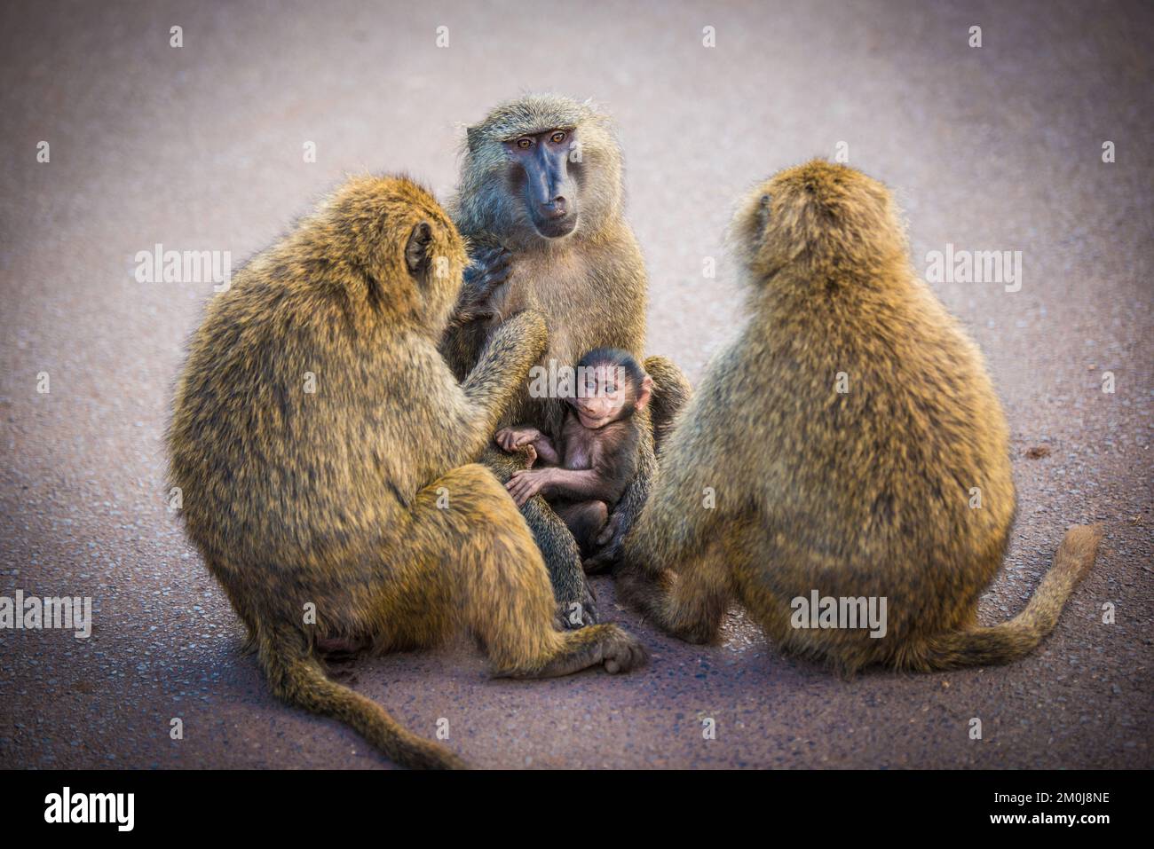 Monkey family with baby Stock Photo - Alamy