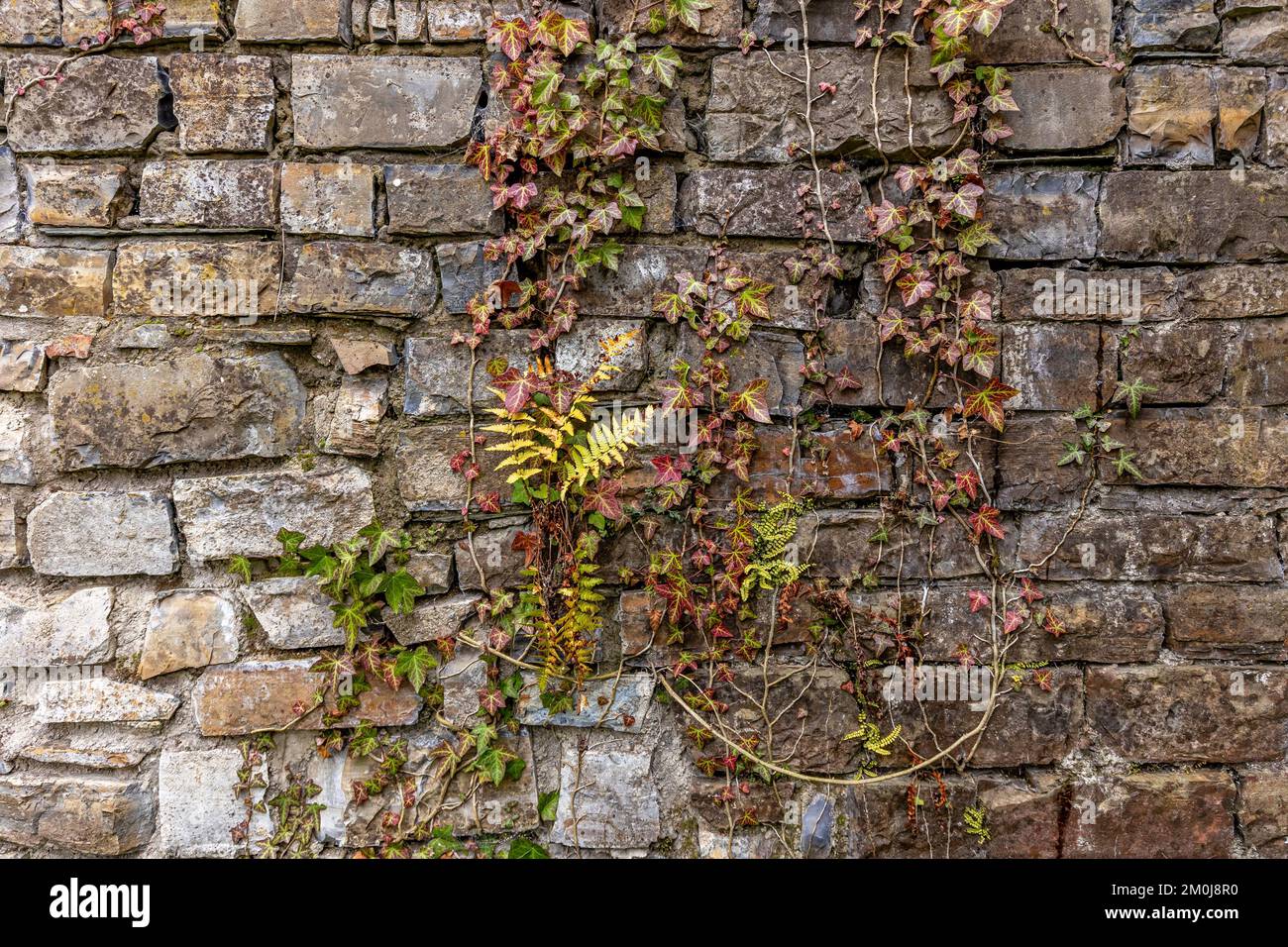 An old castle wall overgrown with ivy. beautiful background Stock Photo ...