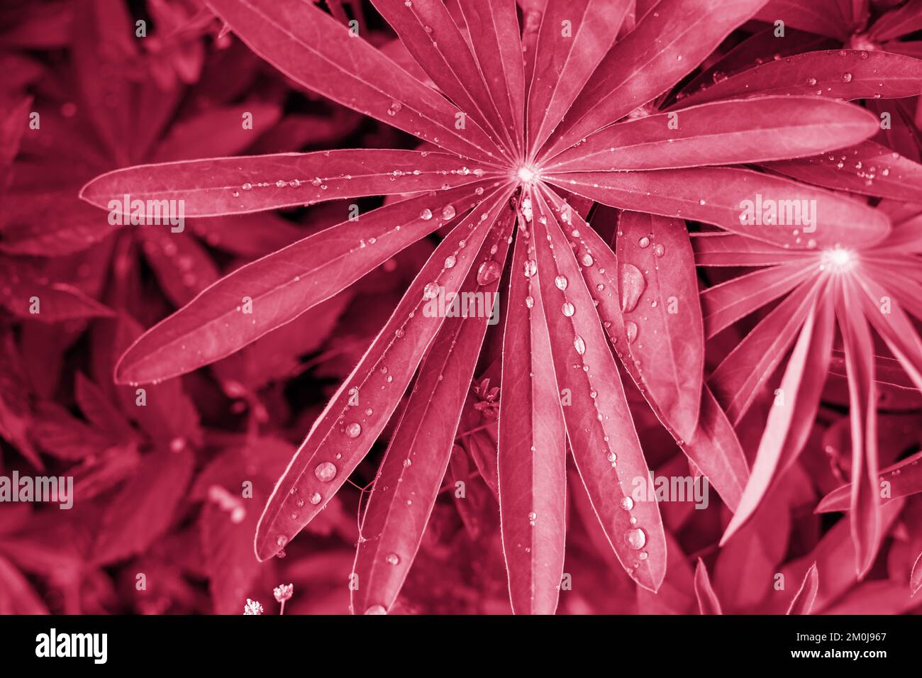 lupine leaves background. Lupine plant before flowers, green star ...