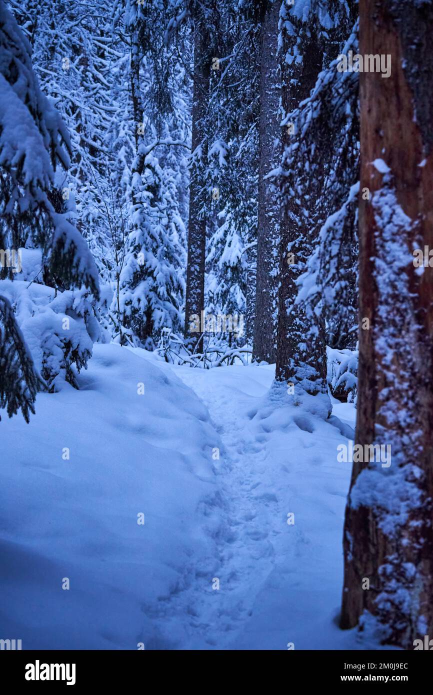 A vertical shot of snowy trees in the forest Stock Photo - Alamy