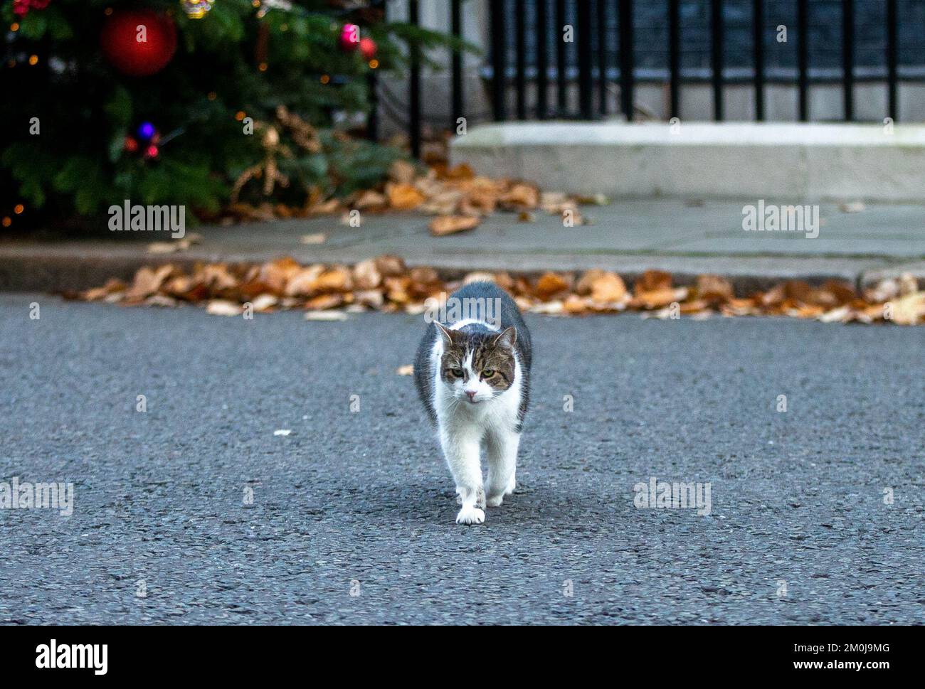 London, England, UK. 6th Dec, 2022. UK Prime Minister's office's cat ...