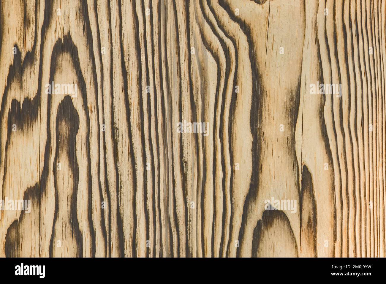 Light wood surface with natural black charred burnt patterns design ...