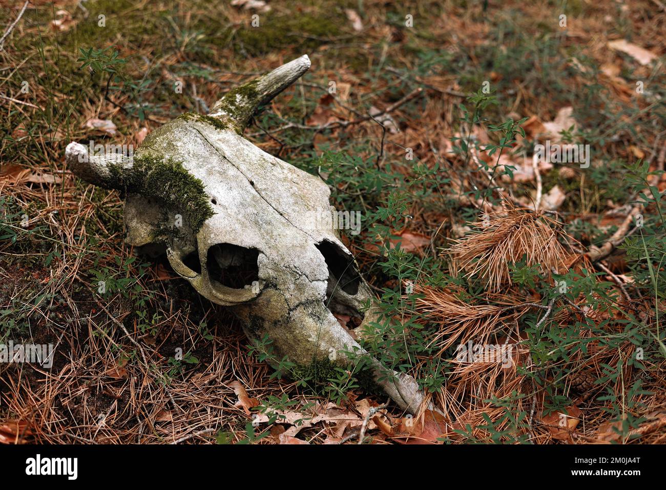 Cow skull lying on the ground. Dried cow skull. Side view. Skull of a ...