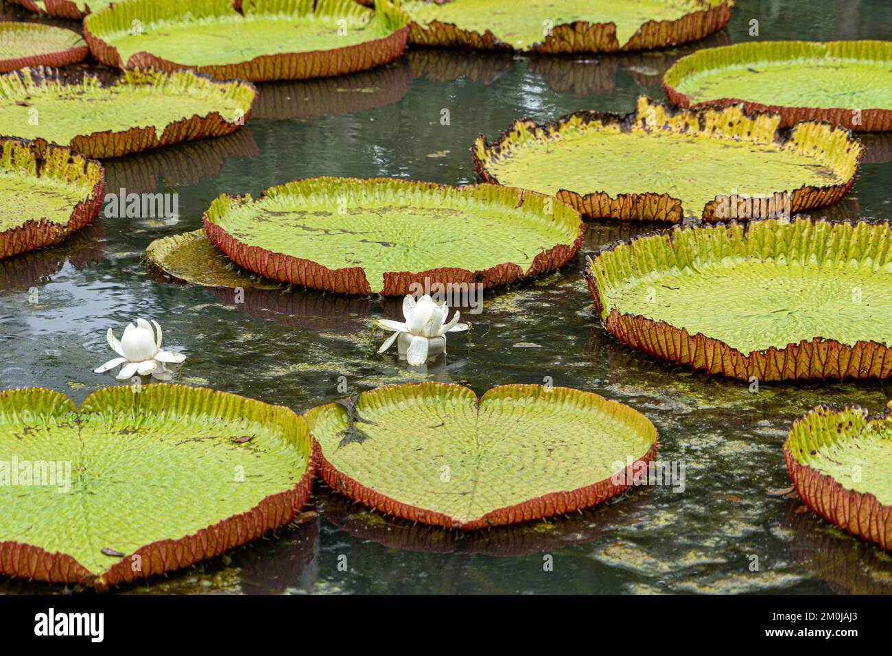 Victoria amazonica lotus flower plant in bloom showing rare white ...