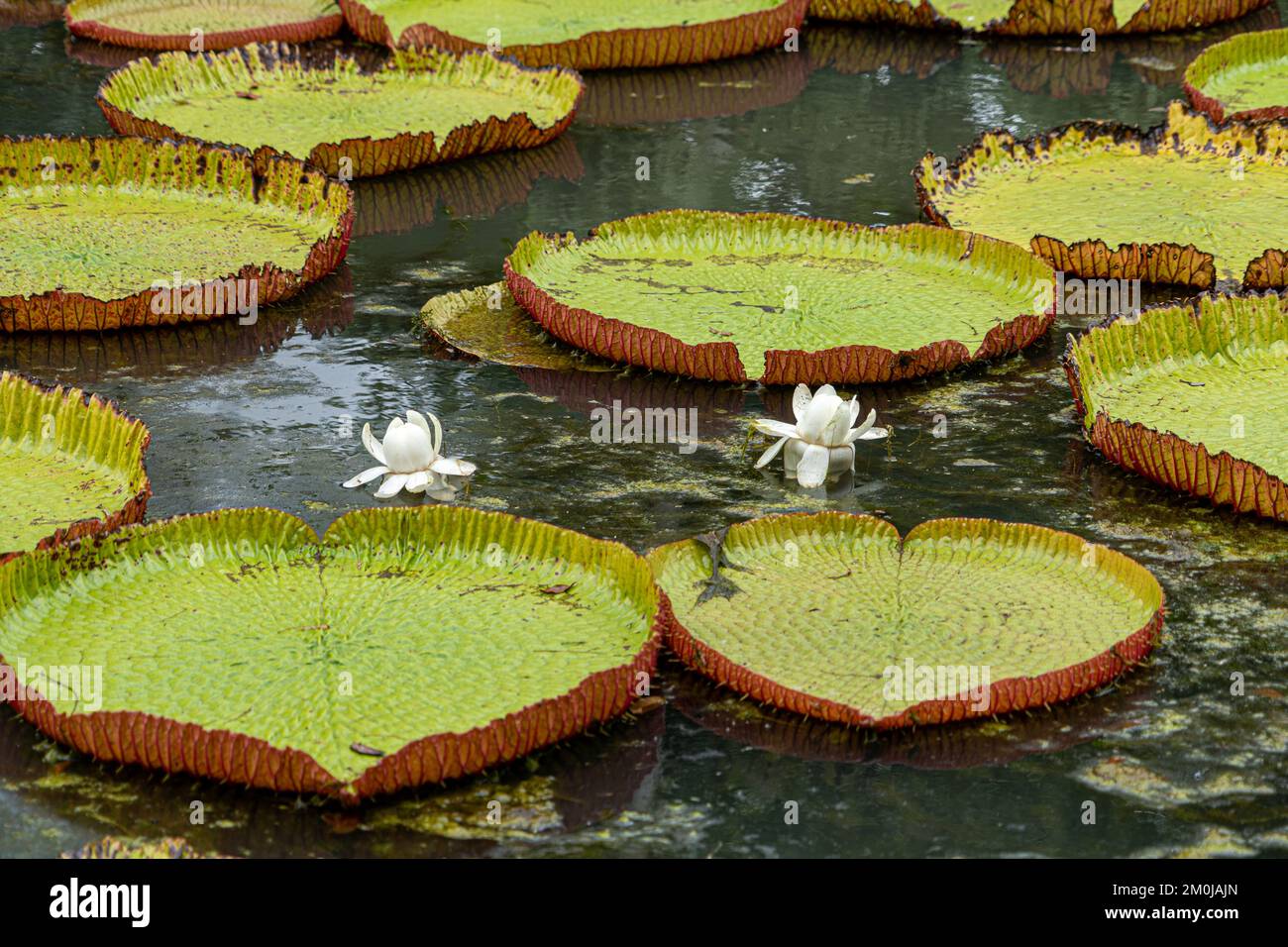 Victoria amazonica lotus flower plant in bloom showing rare white ...
