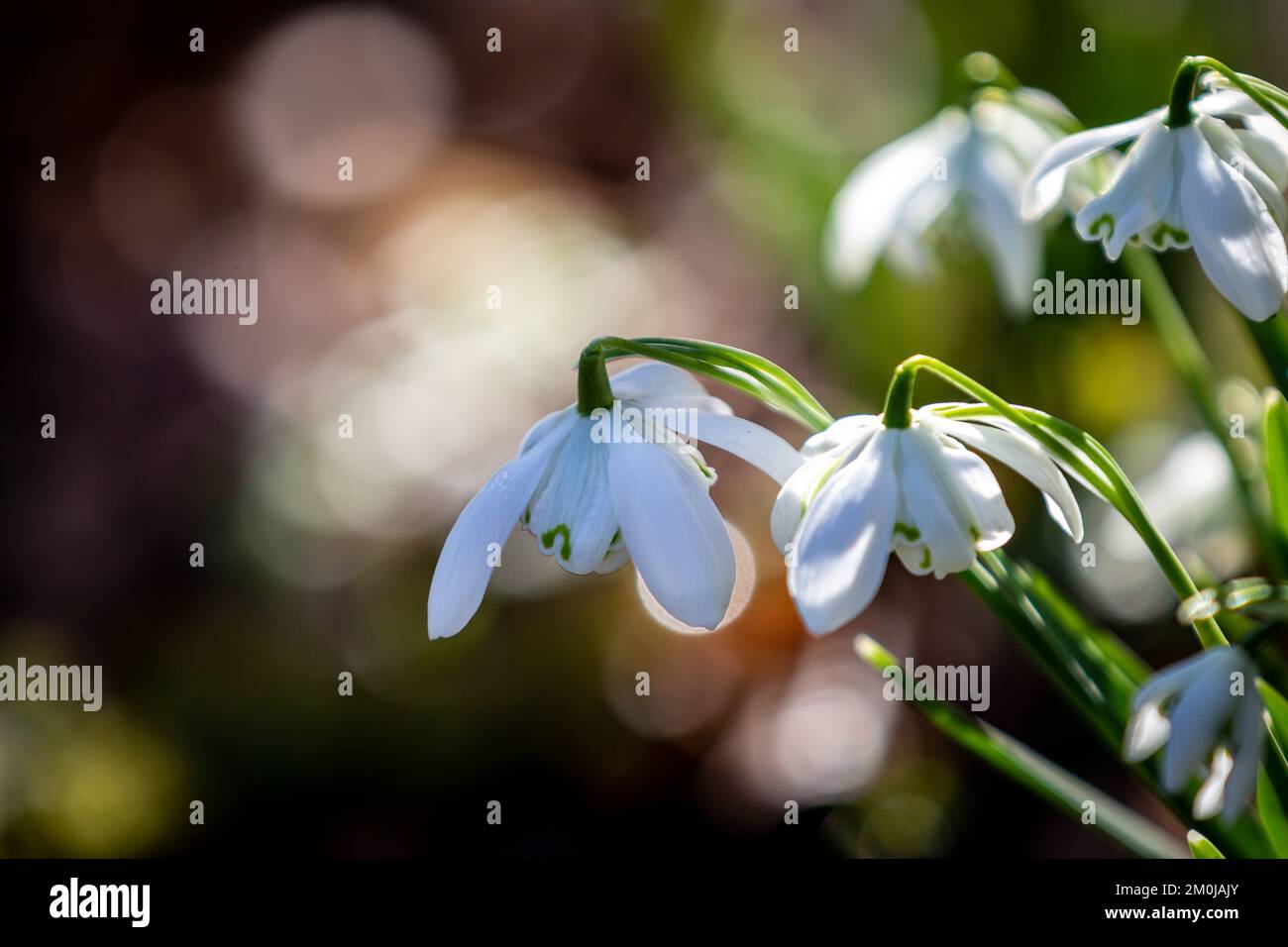 A close up of a snowdrop flower in the February sunshine Stock Photo ...