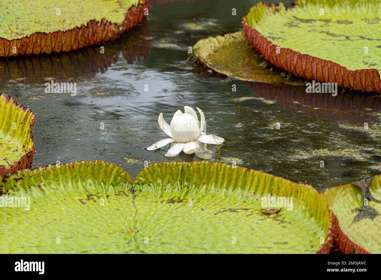 Victoria amazonica lotus flower plant in bloom showing rare white ...