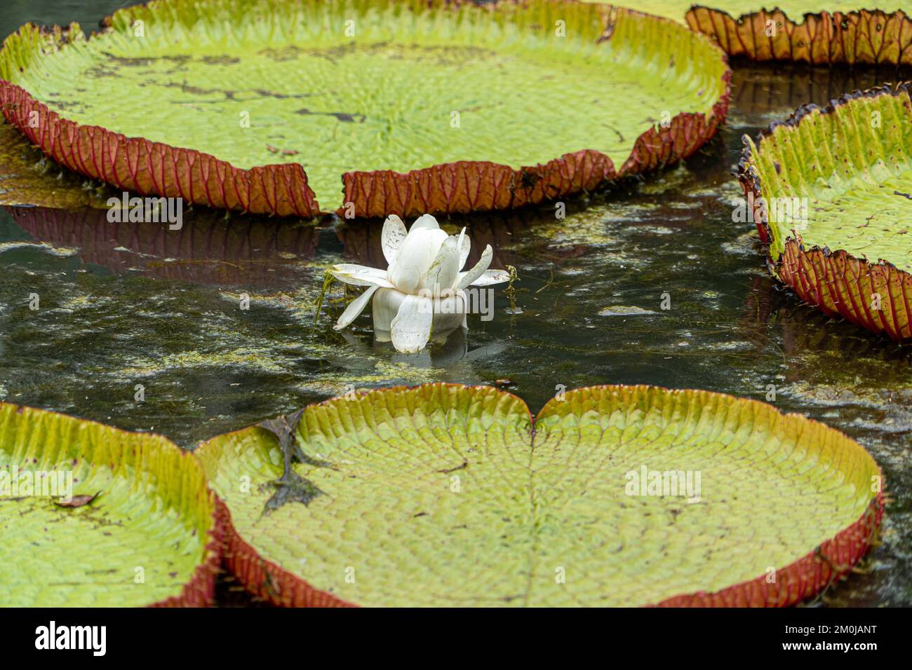 Victoria amazonica lotus flower plant in bloom showing rare white ...