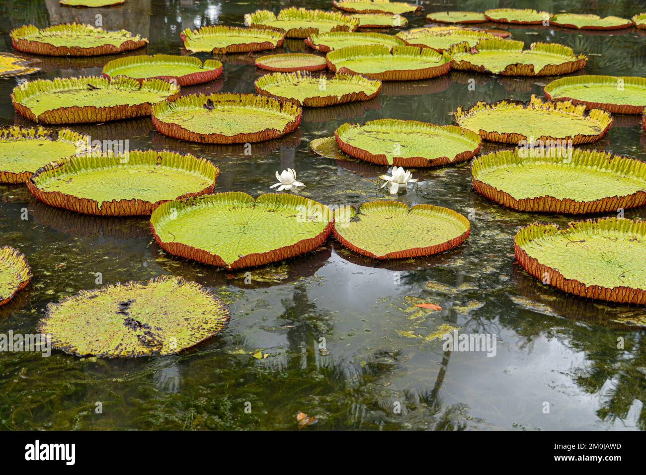 Victoria amazonica lotus flower plant Stock Photo - Alamy