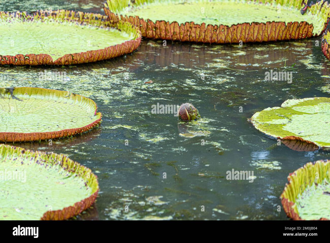 Victoria amazonica lotus flower plant Stock Photo - Alamy