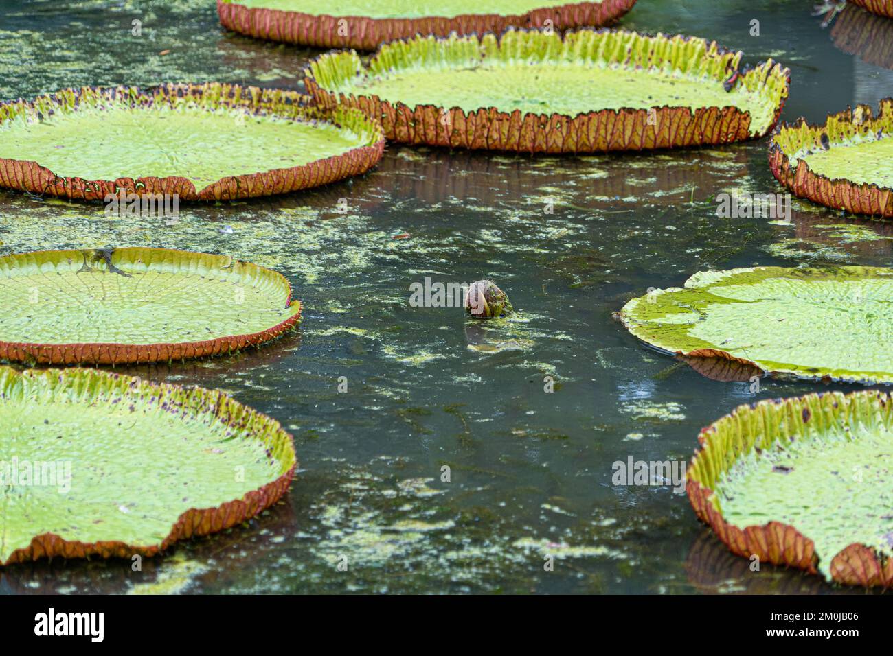 Victoria amazonica lotus flower plant Stock Photo - Alamy