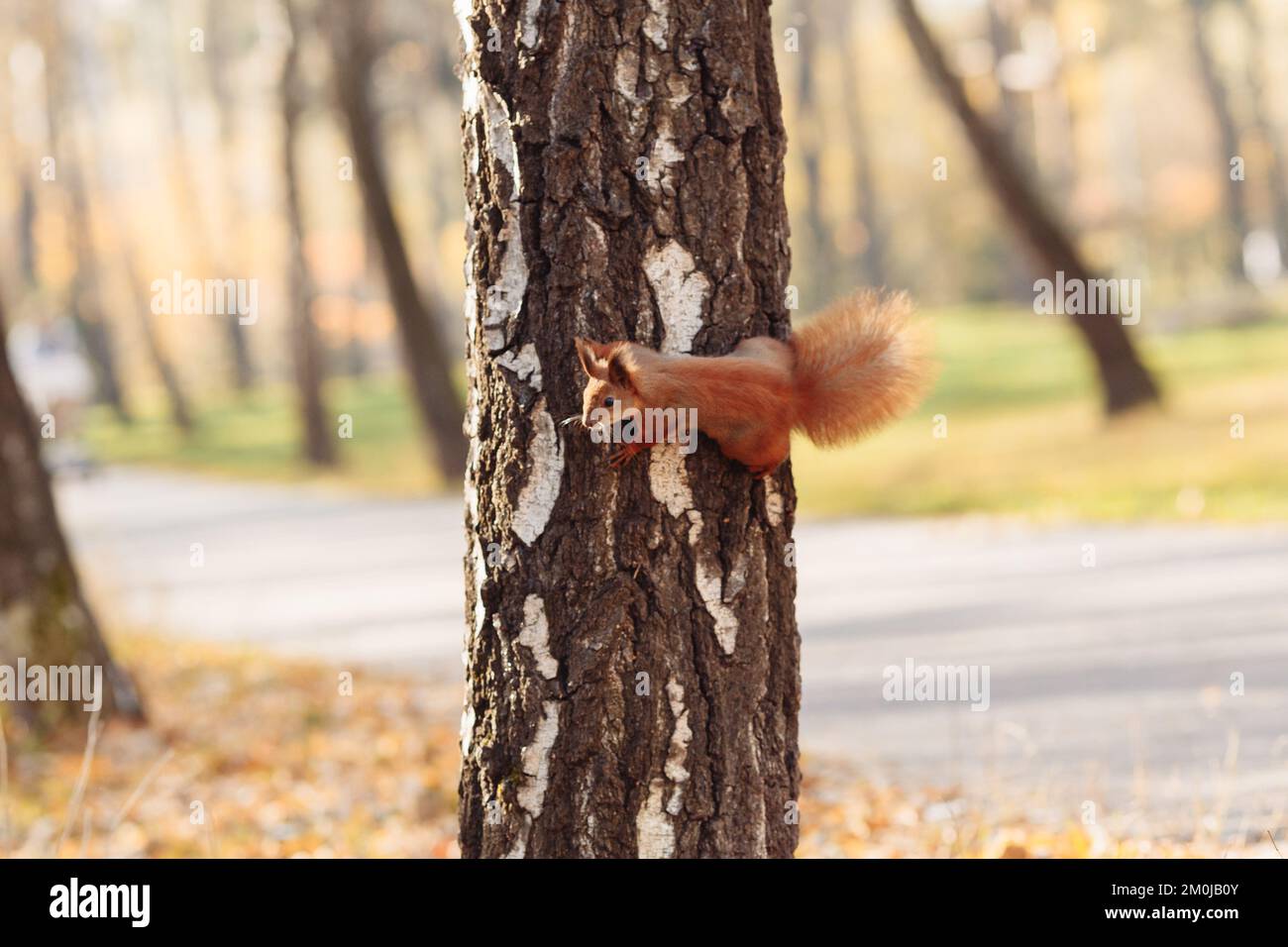 Portrait of fox squirrel Sciurus niger sitting on branch isolated on ...