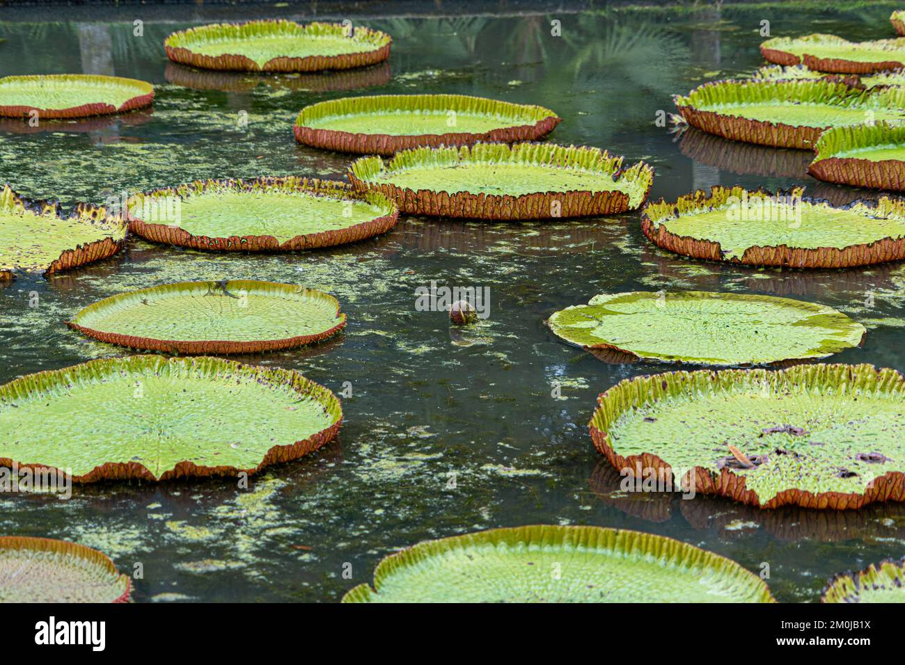Victoria amazonica lotus flower plant Stock Photo - Alamy