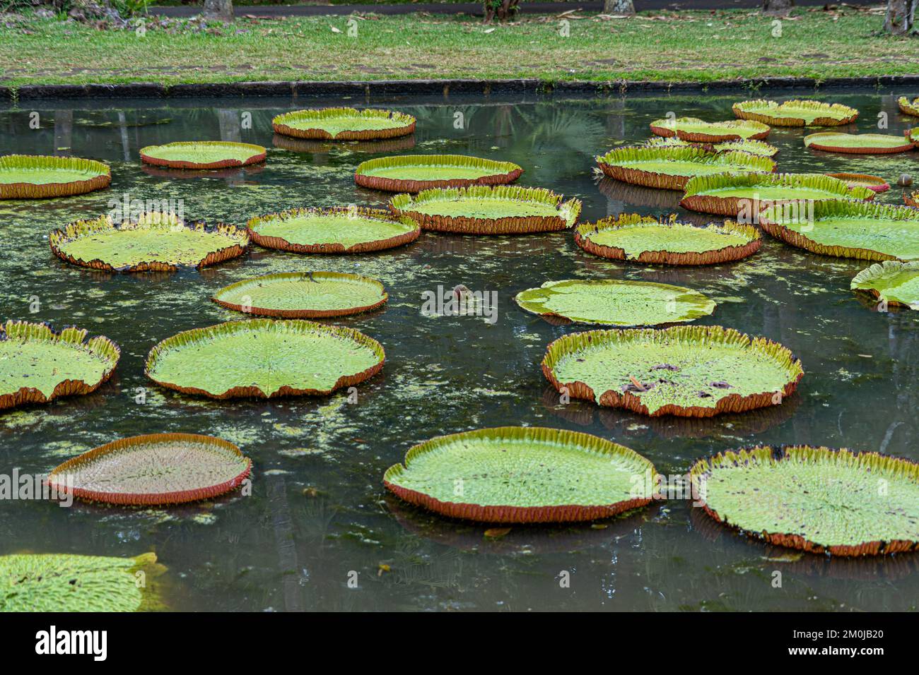 Victoria amazonica lotus flower plant Stock Photo - Alamy