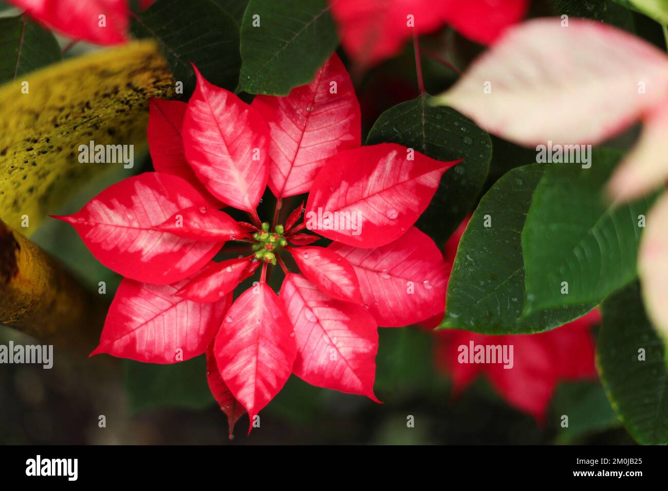 Buena flor hi-res stock photography and images - Alamy