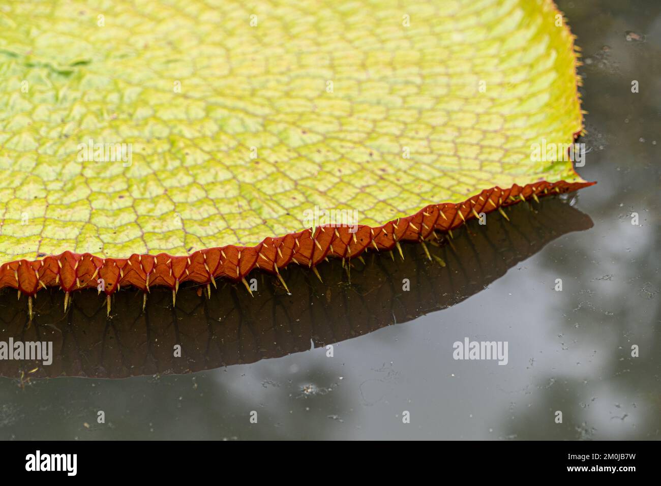 Victoria amazonica lotus flower plant Stock Photo - Alamy