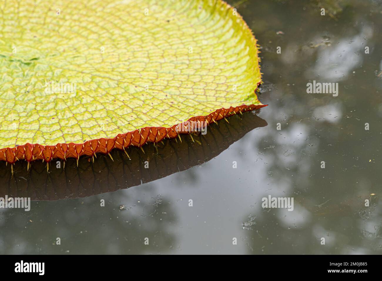 Victoria amazonica lotus flower plant Stock Photo - Alamy