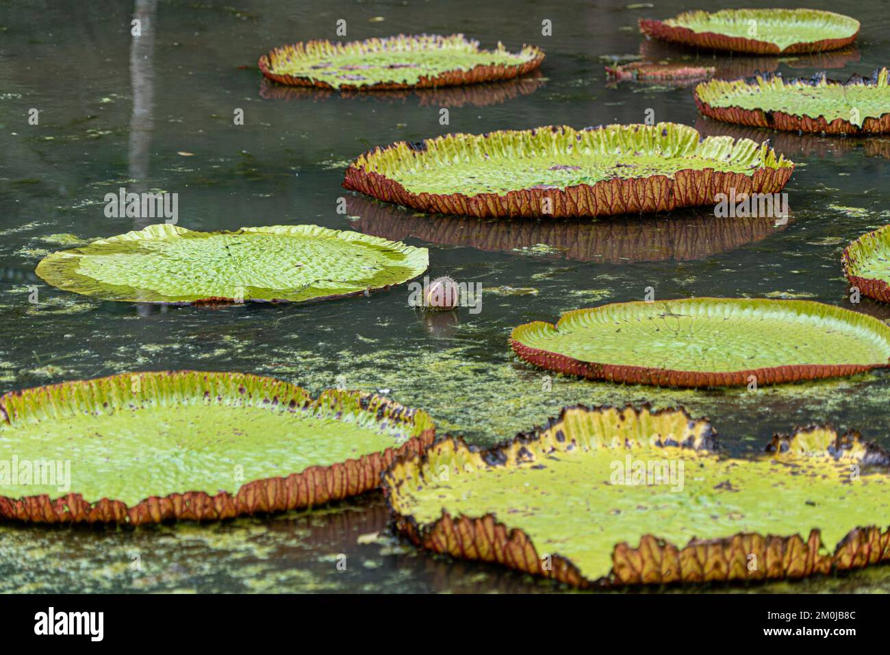 Victoria amazonica lotus flower plant Stock Photo - Alamy