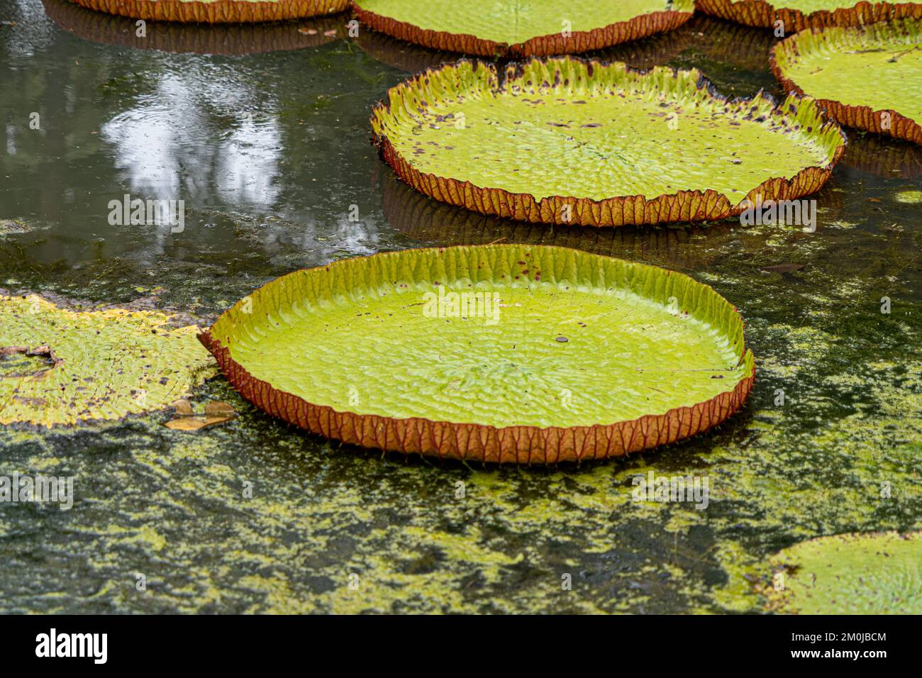 Victoria amazonica lotus flower plant Stock Photo - Alamy