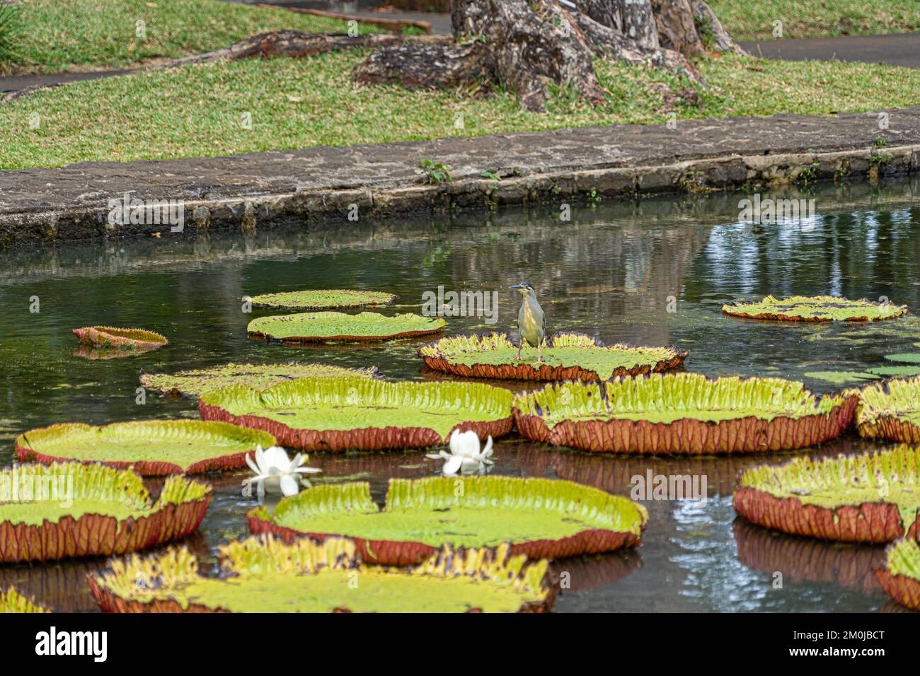 Victoria amazonica lotus flower plant Stock Photo - Alamy