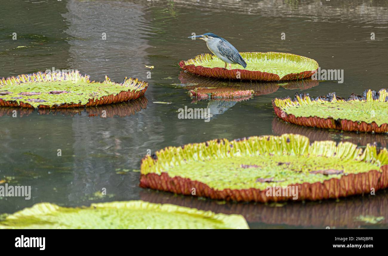 Victoria amazonica lotus flower plant Stock Photo - Alamy