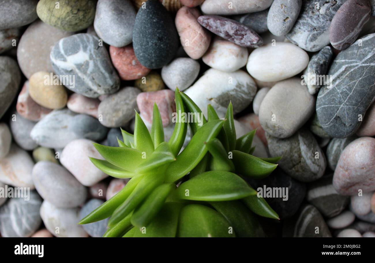 Succulent Plant Growing On A Smooth Stones Stock Photo Stock Photo - Alamy