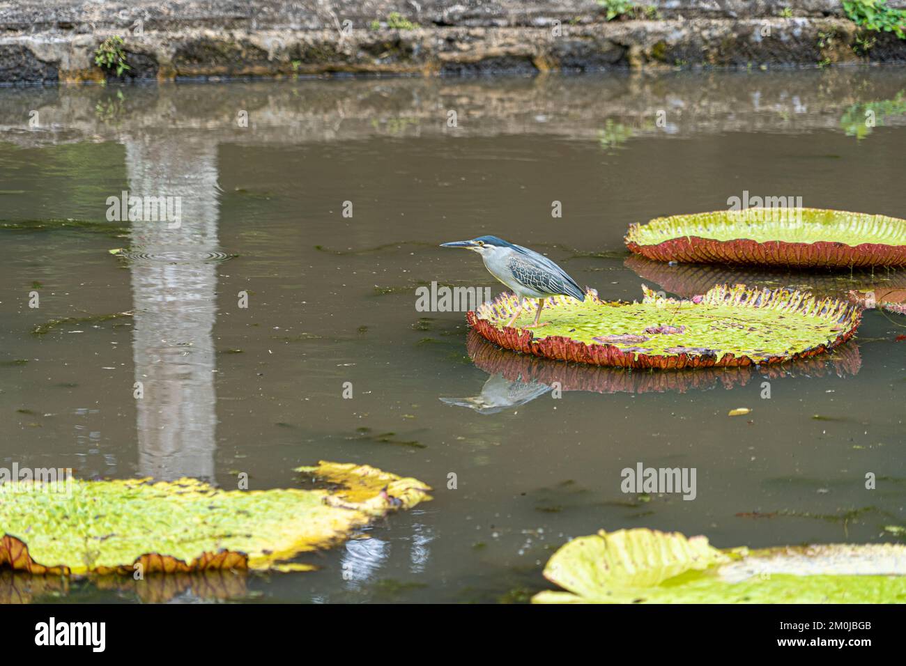 Victoria amazonica lotus flower plant Stock Photo - Alamy