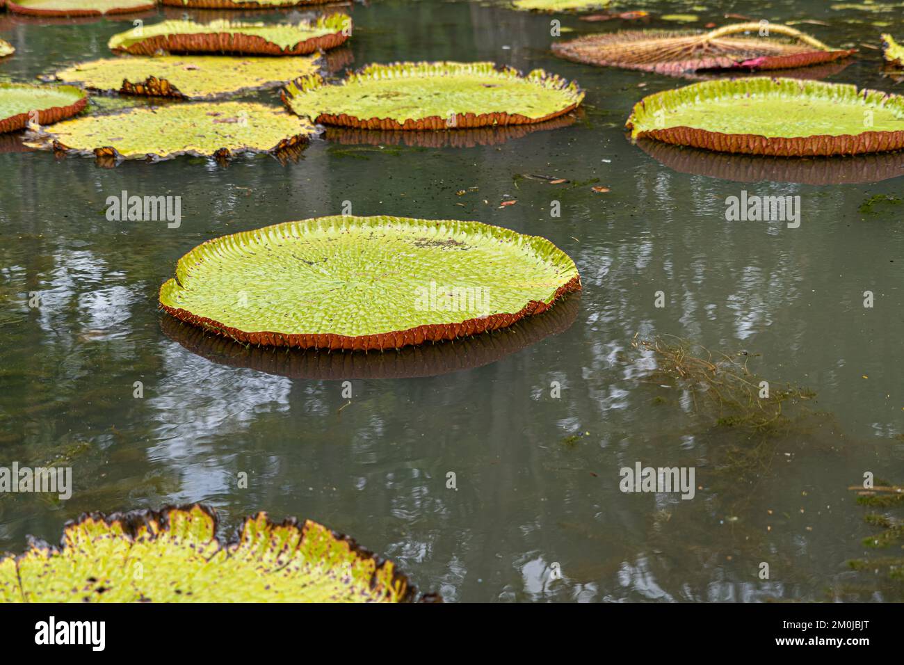 Victoria amazonica lotus flower plant Stock Photo - Alamy