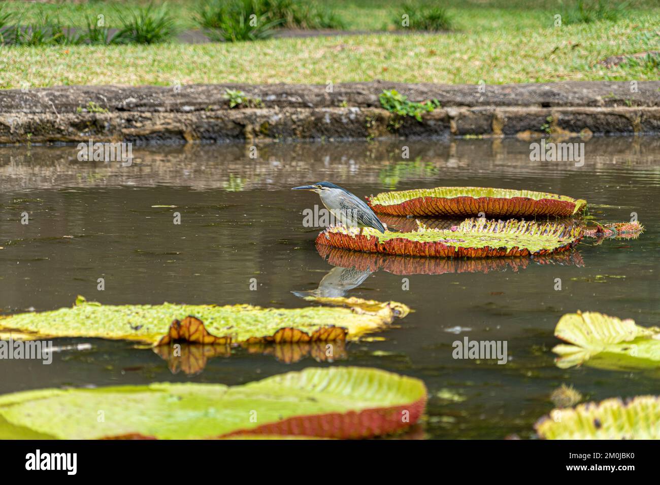 Victoria amazonica lotus flower plant Stock Photo - Alamy