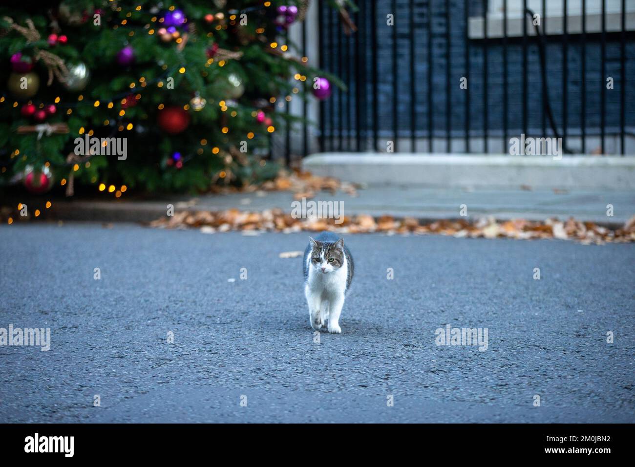 London, England, UK. 6th Dec, 2022. UK Prime Minister's office's cat ...