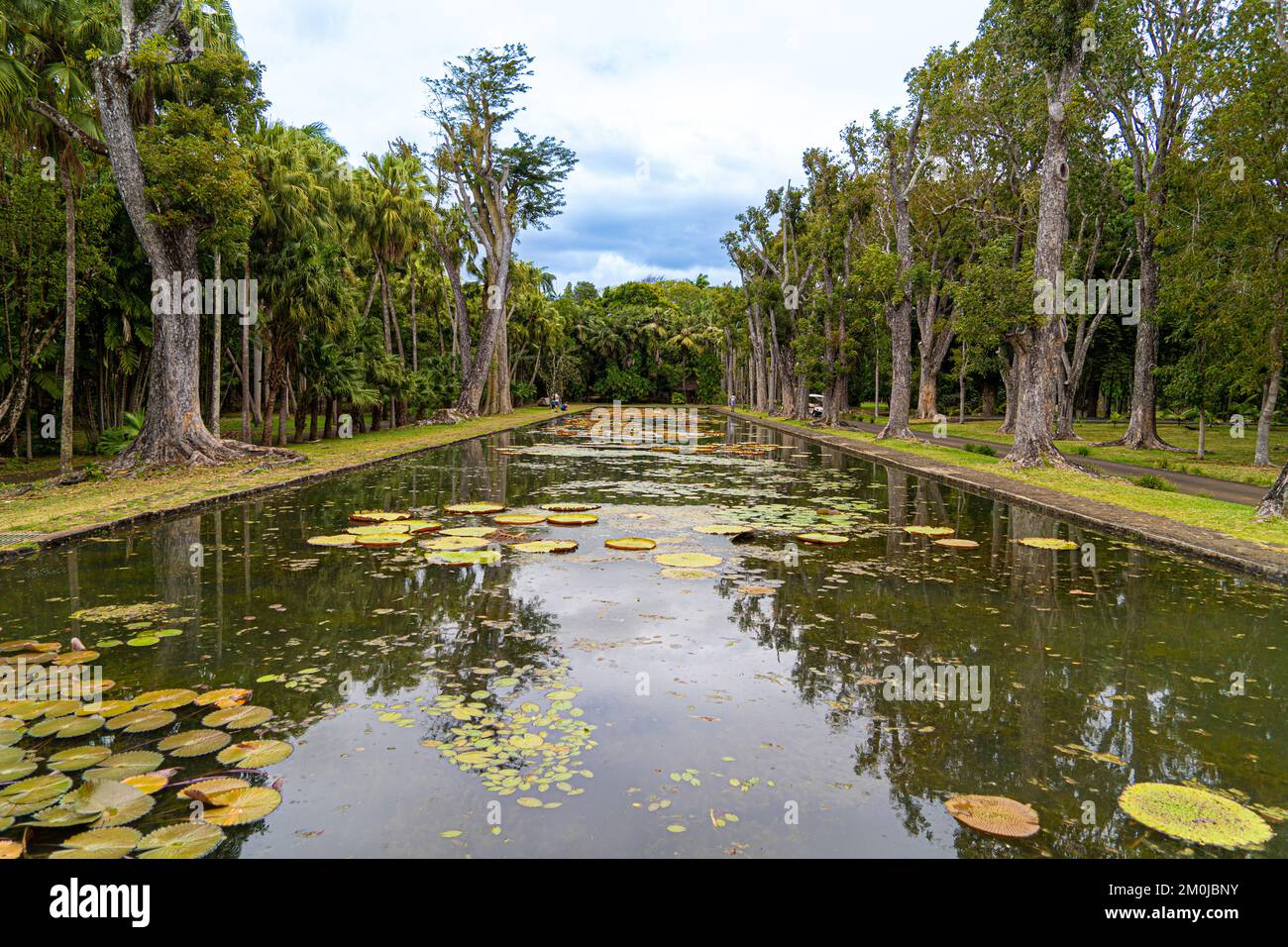Victoria amazonica lotus flower plant Stock Photo - Alamy