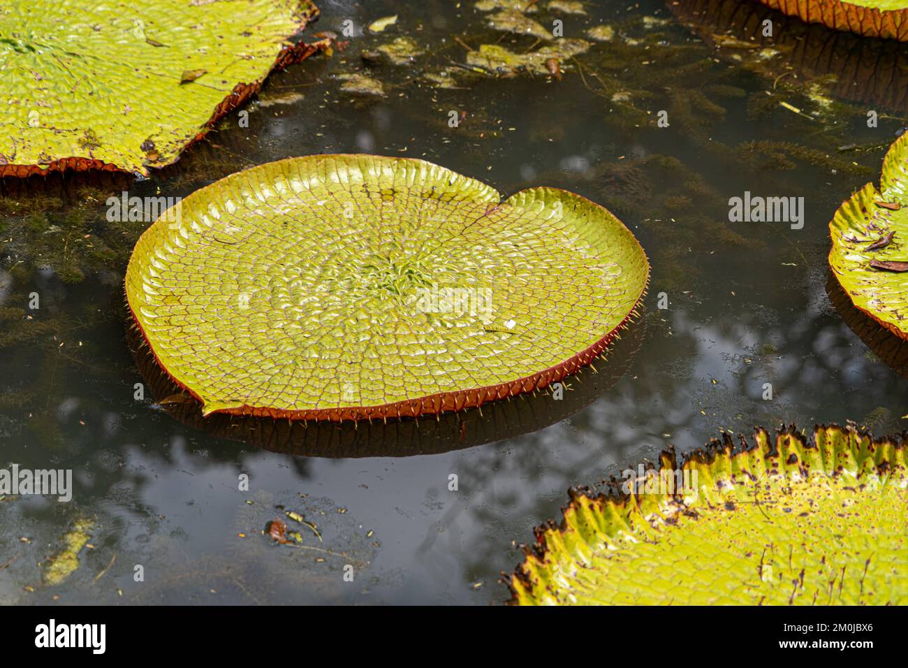 Victoria amazonica lotus flower plant Stock Photo - Alamy