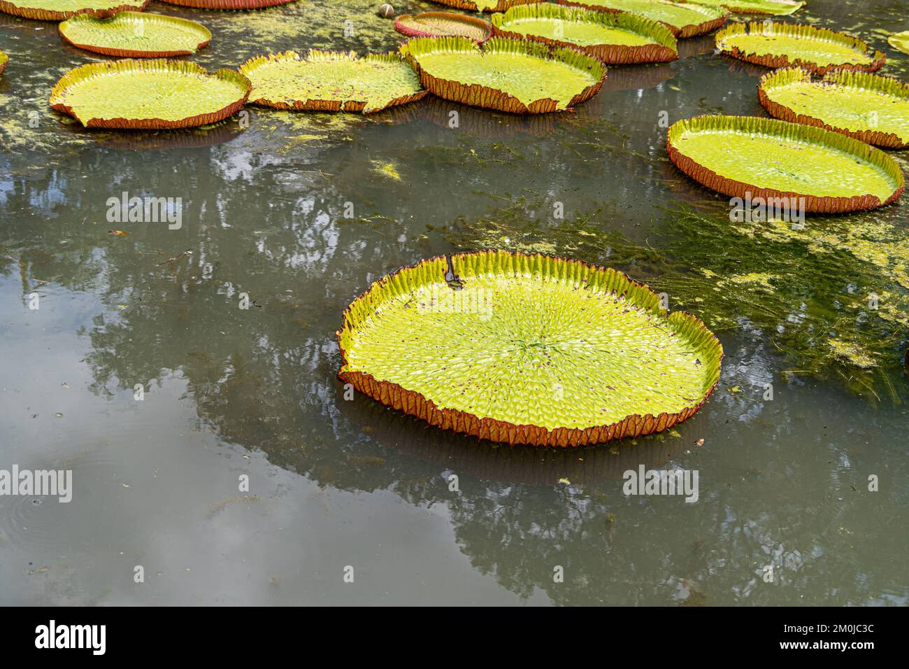 Victoria amazonica lotus flower plant Stock Photo - Alamy