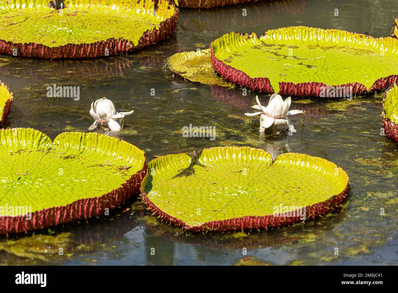 Victoria amazonica lotus flower plant in bloom showing rare white ... Victoria amazonica lotus flower plant in bloom showing rare white ...