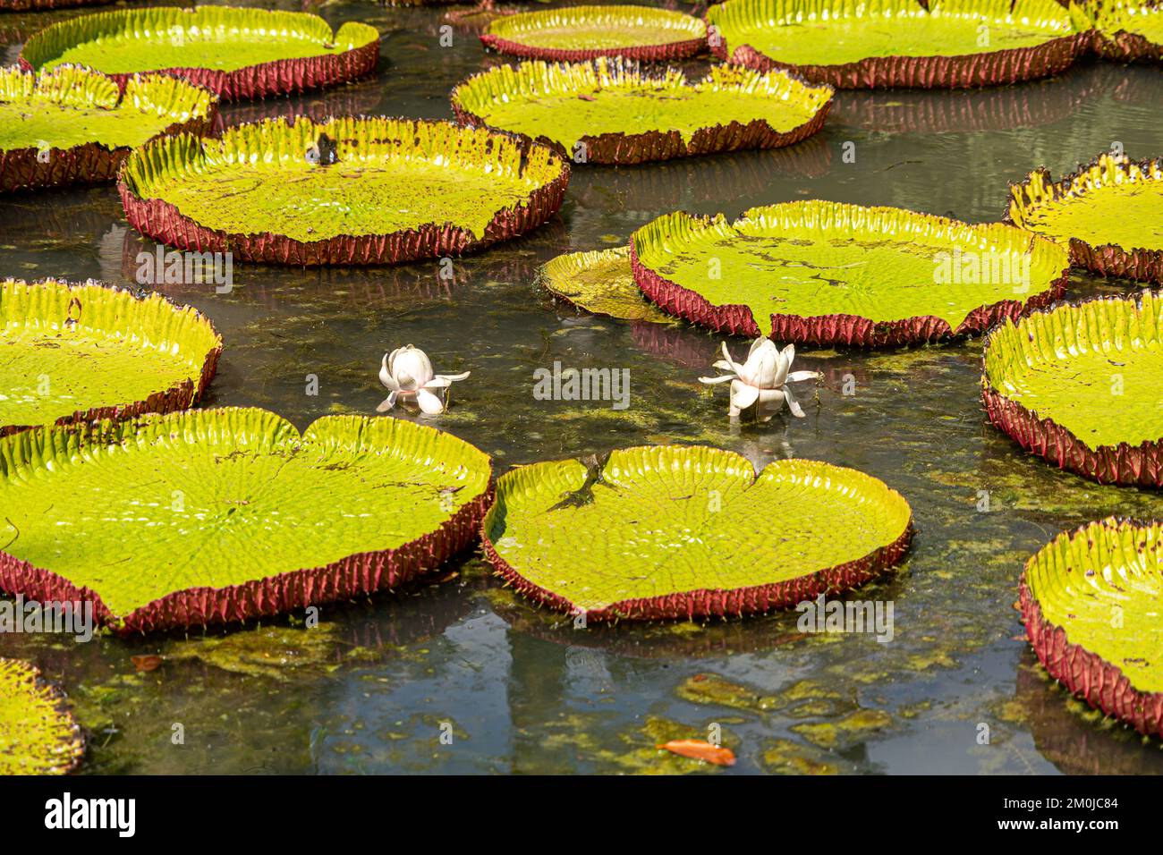 Victoria amazonica lotus flower plant in bloom showing rare white ...