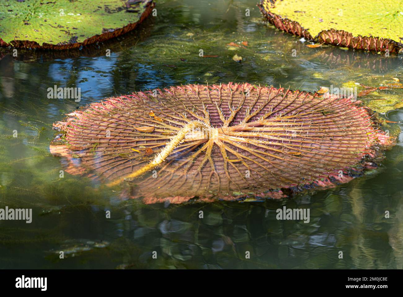 Victoria amazonica lotus flower plant Stock Photo - Alamy