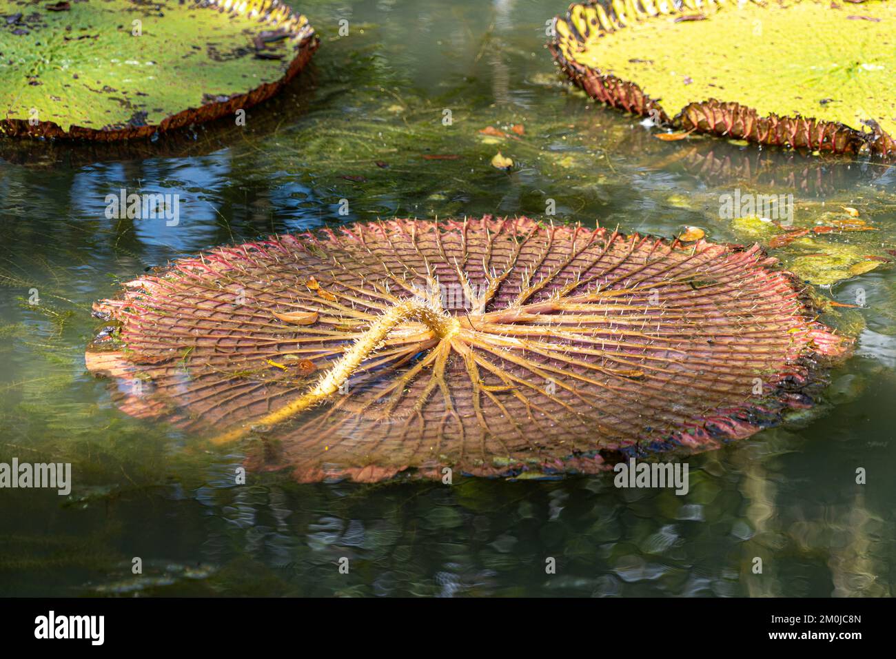 Victoria amazonica lotus flower plant Stock Photo - Alamy