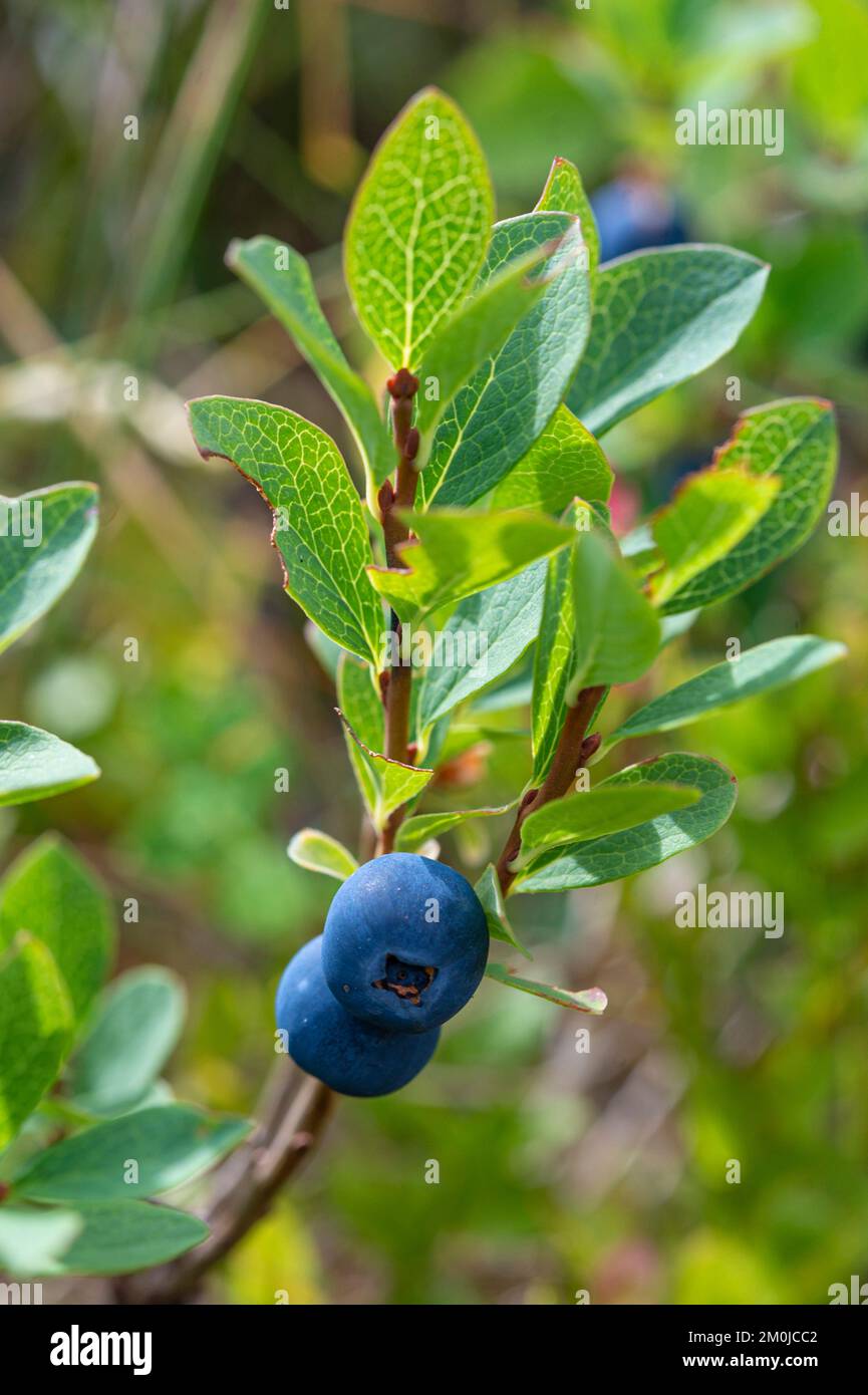 vaccinium uliginosum fruits, berceto, italy Stock Photo - Alamy