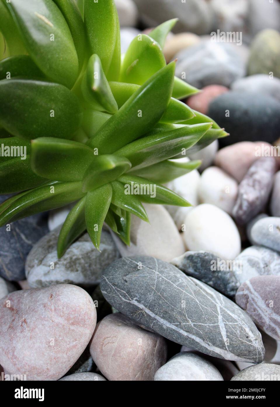Green Plant With Succulent Leaves Sprouts Through Smooth Rocks Stock ...