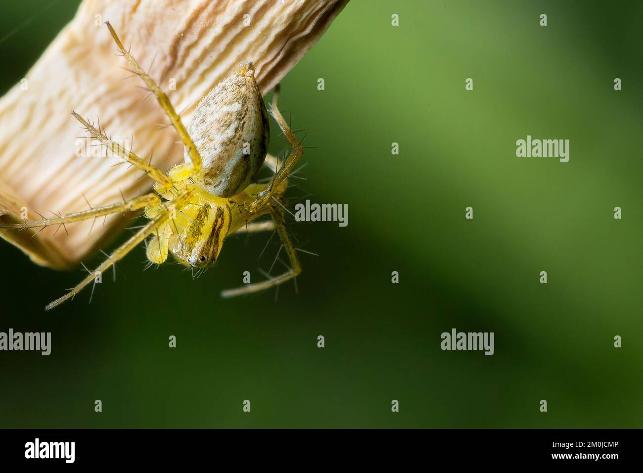 Tiny cute green spider crawling on leaves Stock Photo - Alamy