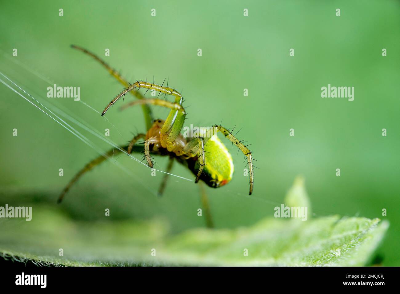 Spider pose hi-res stock photography and images - Alamy
