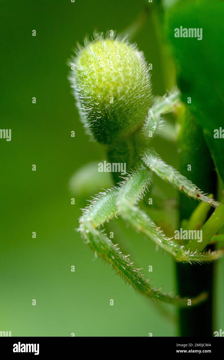 Spiders web texture hi-res stock photography and images - Alamy