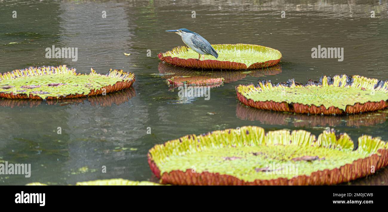 Striated Heron on Victoria Amazonica Lotus Flower Plant, Large Floating ...