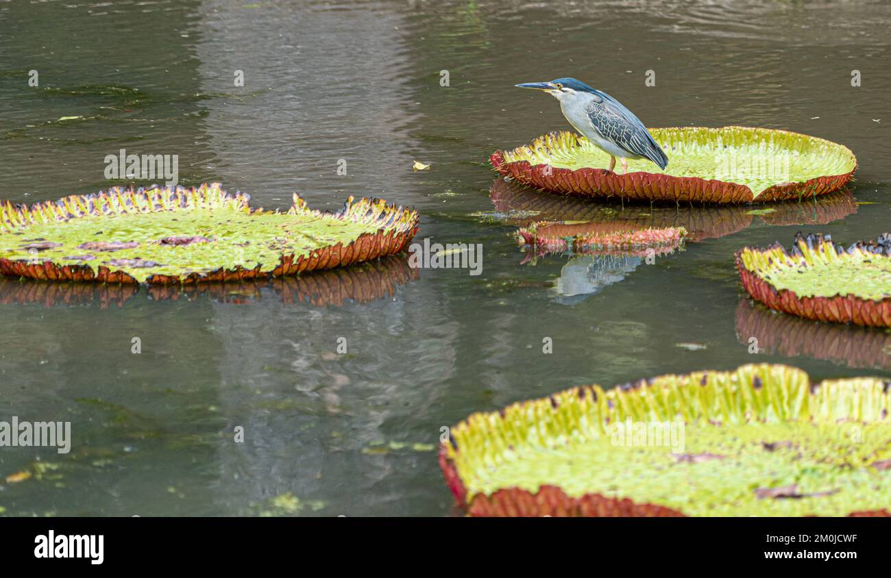Striated Heron on Victoria Amazonica Lotus Flower Plant, Large Floating ...