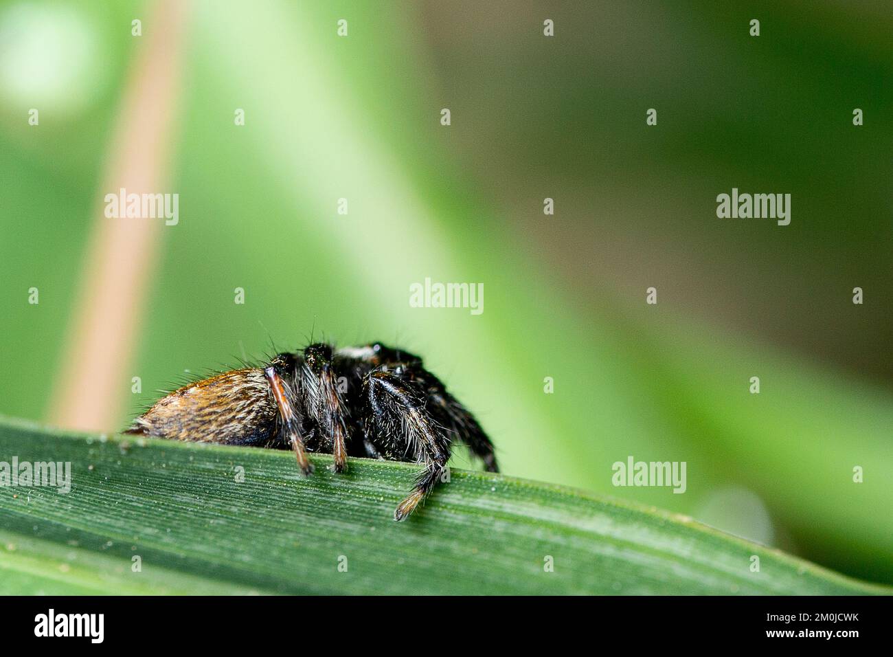 Cute Jumping spider wildlife macro shot Stock Photo - Alamy