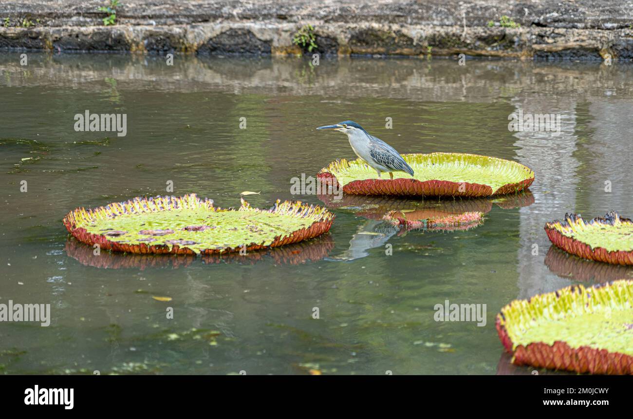 Striated Heron on Victoria Amazonica Lotus Flower Plant, Large Floating ...