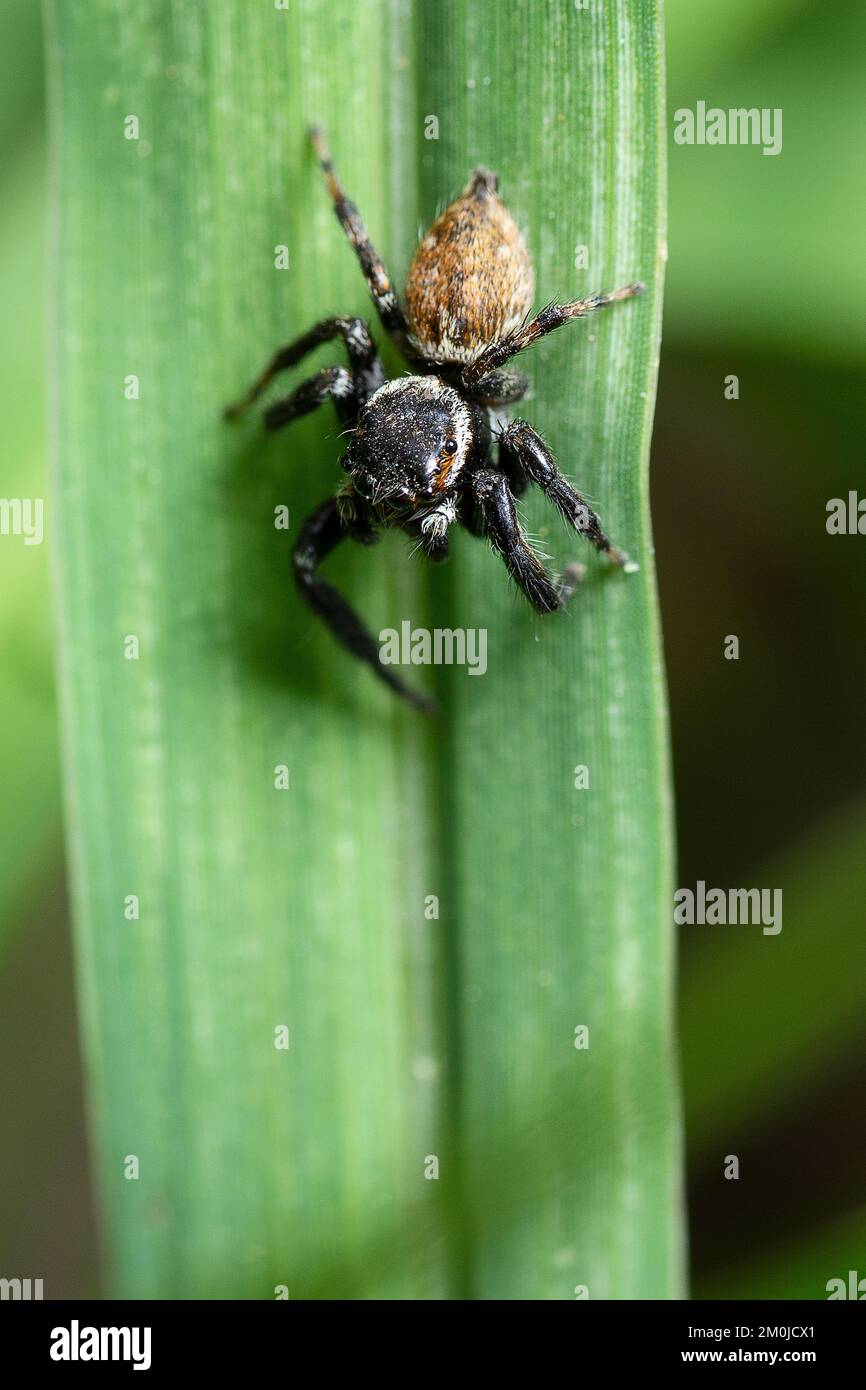 Cute Jumping spider wildlife macro shot Stock Photo - Alamy