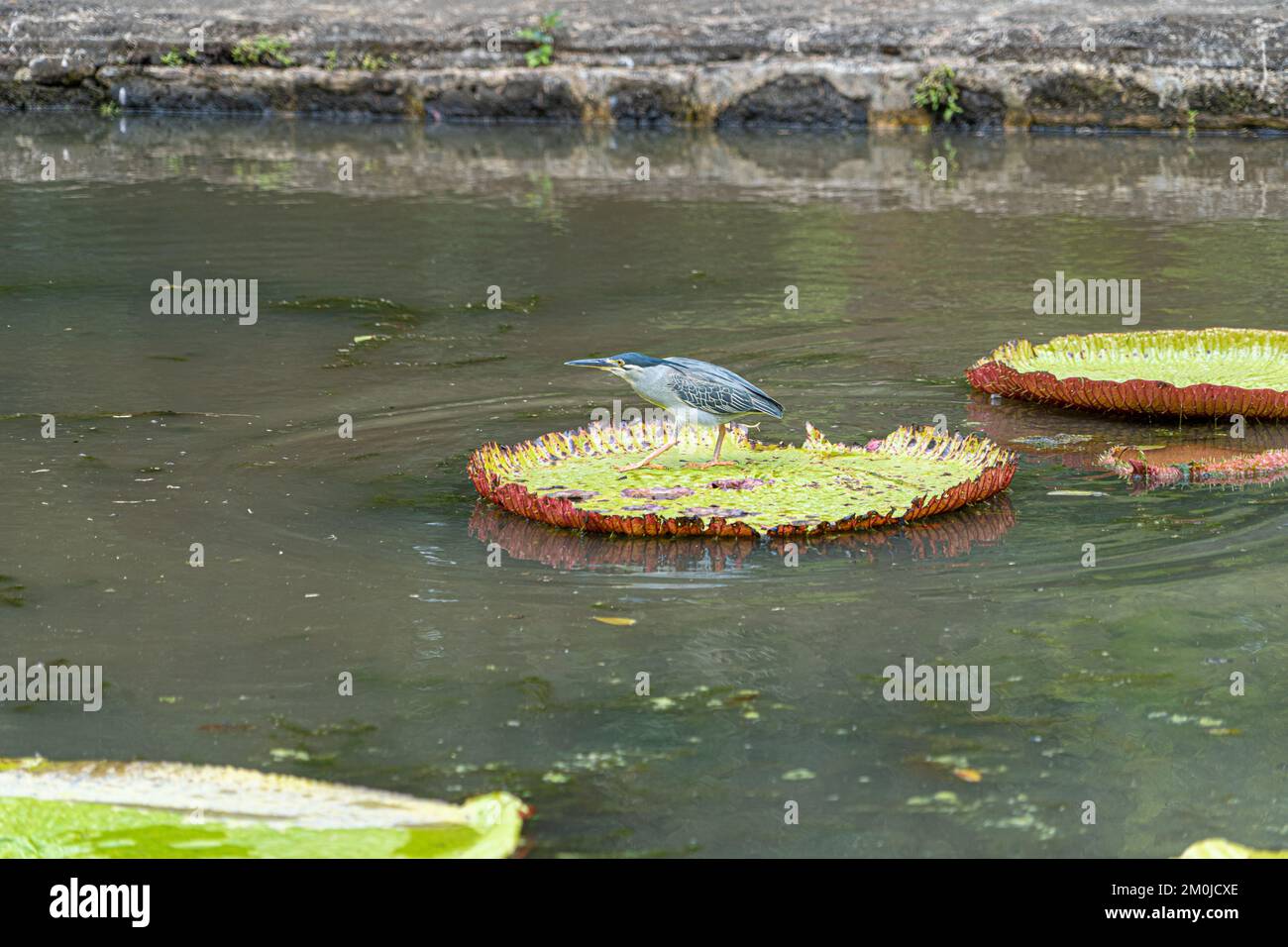 Striated Heron on Victoria Amazonica Lotus Flower Plant, Large Floating ...