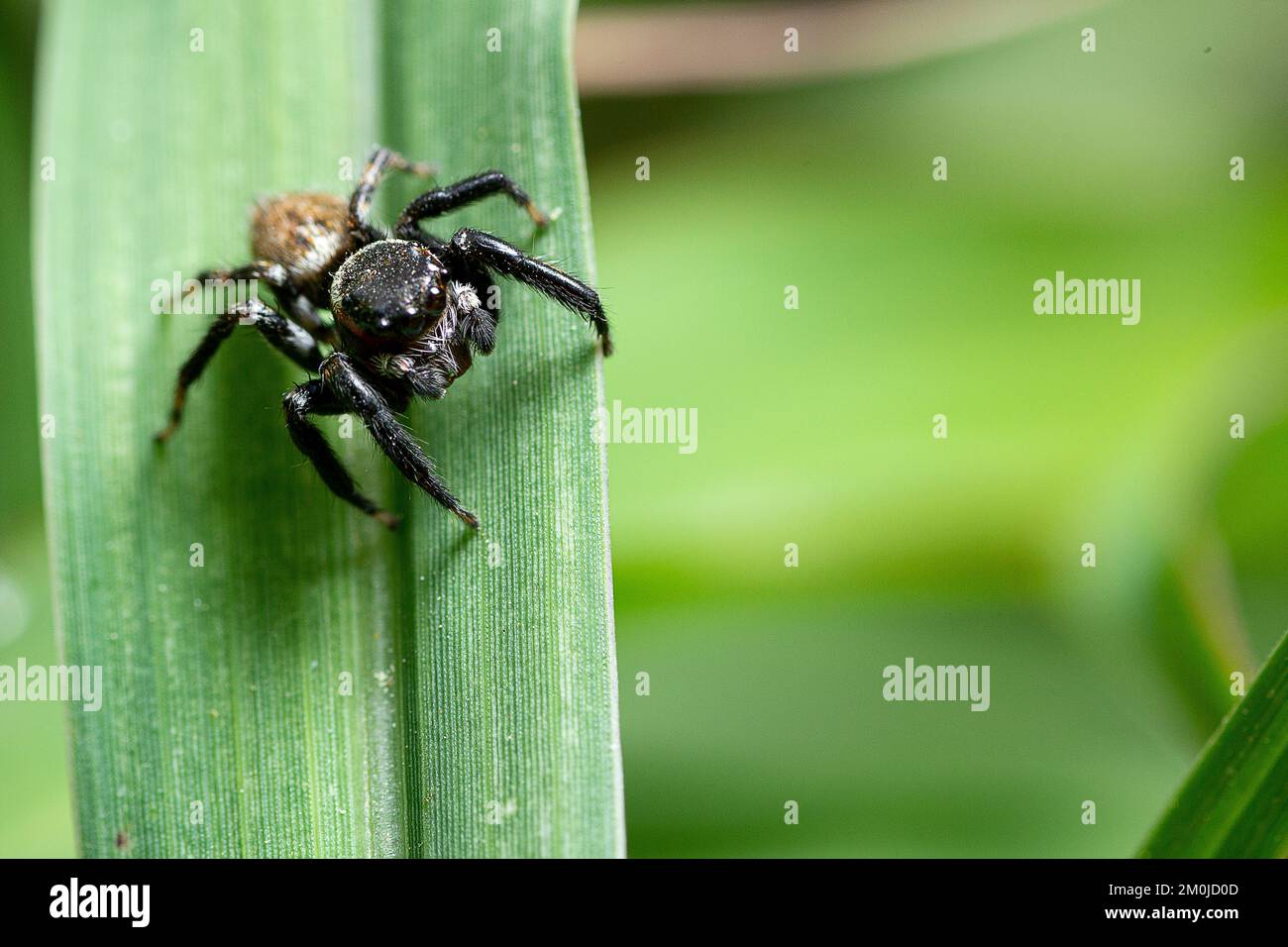 Tiny wildlife shot hi-res stock photography and images - Alamy